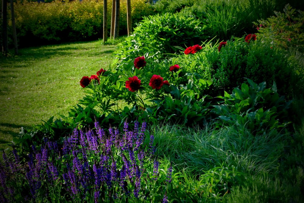 trajnice v vrtu | MITJA ŠKRJANEC